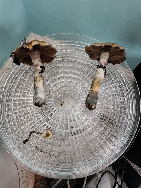 Standouts From My Second Flush Of Ape Reverts Rmagicmushroomsuk
