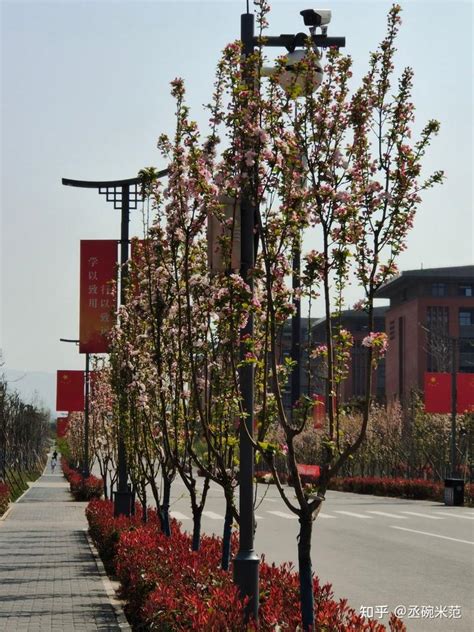 洛阳职业技术学院 知乎