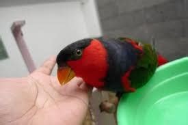 Welcome To Aneka Burung Hias HARGA BURUNG PARUH BENGKOK