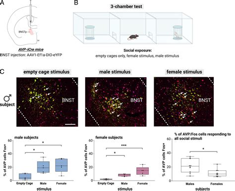 A Vasopressin Circuit That Modulates Mouse Social Investigation And
