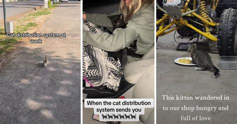 What Is The Cat Distribution System
