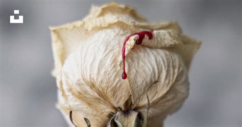 A Dead Flower With A Red Stem On It Photo Free Rose Image On Unsplash