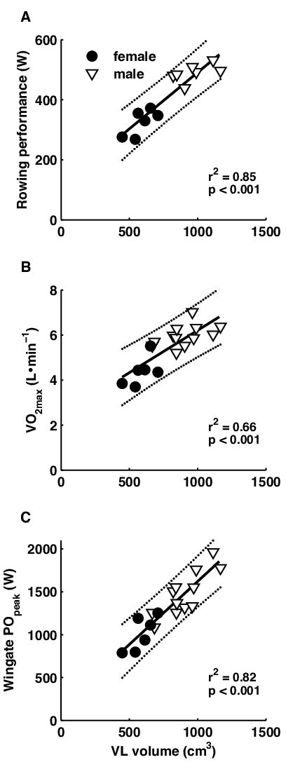 2 Muscle Volume Largely Explains 2000 M Rowing Ergometer Performance
