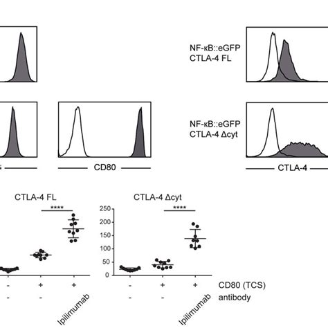 Evaluation Of Tigit And Cd226 A Flow Cytometry Analysis Of Tcs And