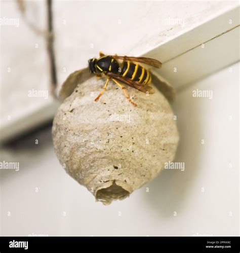 Pouring Boiling Water On Wasp Nest At Louise Forsman Blog