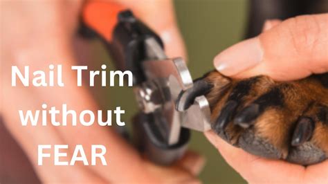 How To Trim Your Dogs Nails Without Fear Youtube