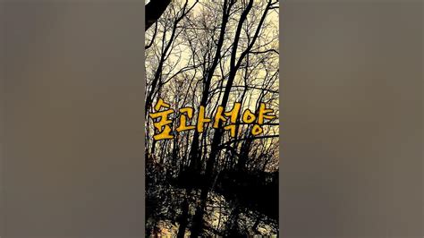 석양에 숲 자연의 아름다운 한 순간이어요황혼과숲 Youtube