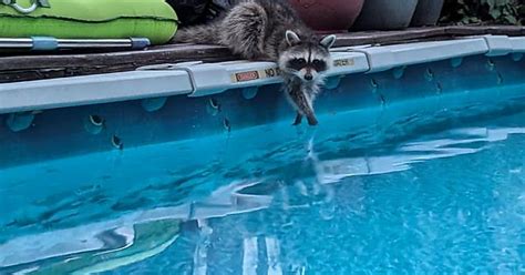 Pool Guest Album On Imgur