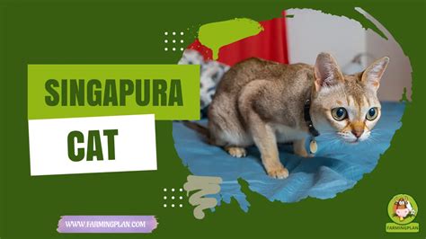 Singapura Cat A Complete Guide To This Playful And Loving Breed