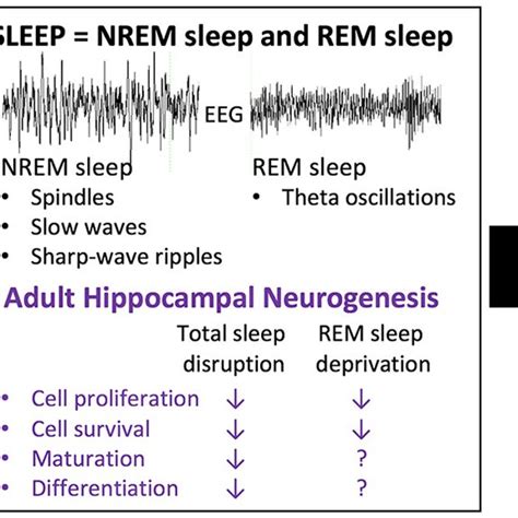 Association Between Sleep And Adult Hippocampal Neurogenesis In