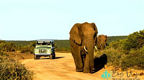 Aventuras De Safari 12 Aventuras épicas De Safari Africano Blog Viajero
