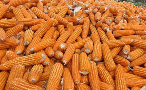 Apa Keuntungan Menggunakan Benih Jagung Hibrida PT Jafran Indonesia