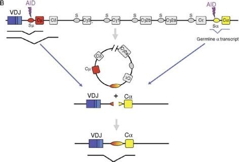 Comprehensive Overview Of Isotype Switching Genspark