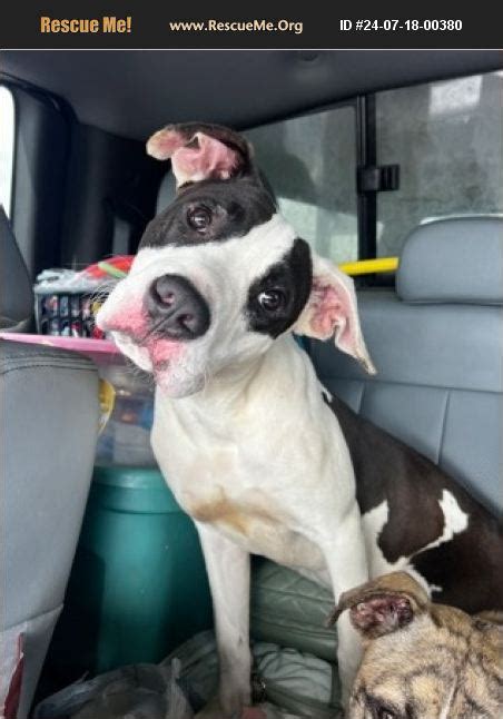 ADOPT 24071800380 American Staffordshire Terrier Rescue Danville IL