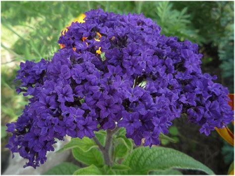 Гелиотроп Heliotropium Regal Dwarf. Купить семена в Москве, доставка по ...