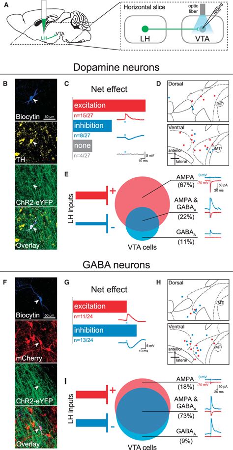 Figure 1 From Decoding Neural Circuits That Control Compulsive Sucrose