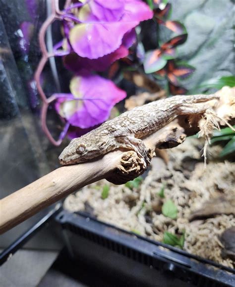 Need A Horror Related Name For Female Leachie Gecko R Reptiles