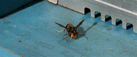 Vespa velutina nigrithorax Generalna Dyrekcja Ochrony Środowiska