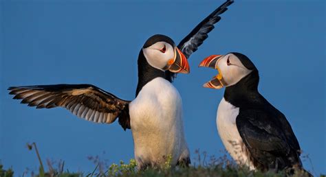 Uncover The Atlantic Puffin Nature Canada