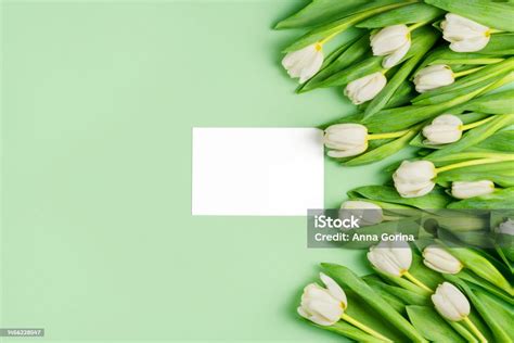 신선한 흰색 튤립과 밝은 녹색 배경에 빈 흰색 카드 녹색 잎을 가진 자연 꽃입니다 봄 시즌 휴일 구성 인사말 카드와 꽃 플랫