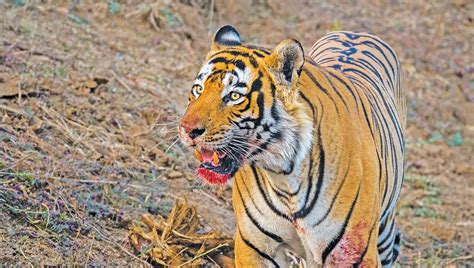 Tiger Attacks Surge Unraveling The Human Tiger Conflict In India