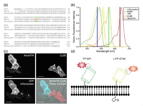 Dual Color Labeling Of Gfp And Mhoneydew Using Anti Gfp And Anti Rfp