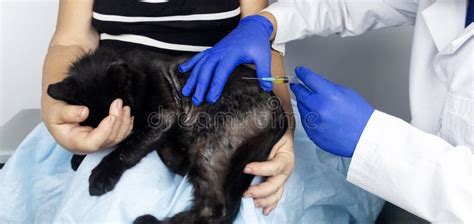Cat Has Fur Problem Bald Patches And Dermatitis Subcutaneous Tick