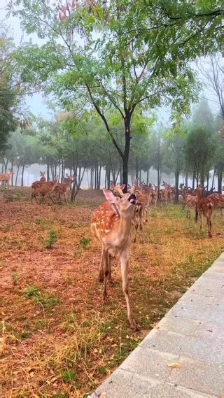 海蓝时见鲸 其他手机动态壁纸 其他手机壁纸下载 元气壁纸