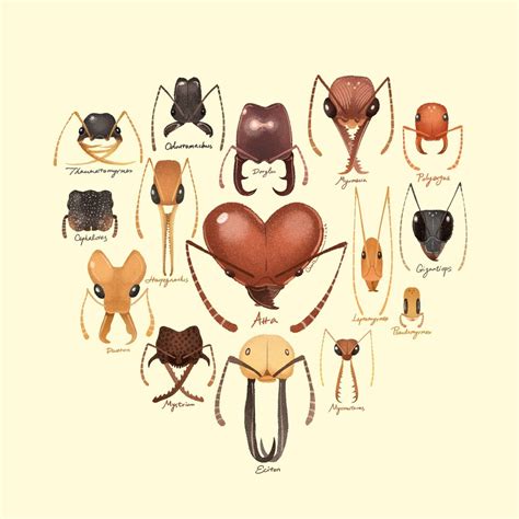 Non Native Ants Are Breaking Down Biogeographic Boundaries And Homogenizing Community