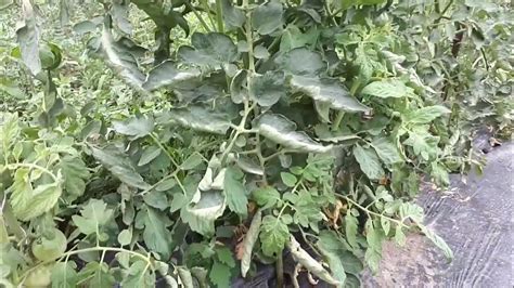 Без обработка на почвата Отглеждане на зеленчуци без оране и копане част 2 Youtube