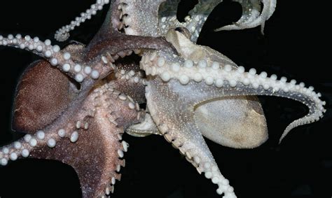 Existen pulpos con dientes Descubre la verdad detrás de esta leyenda Delicias del Mar