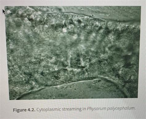 Solved Does Physarum Polycephalum Have A Cell Wall Why Or
