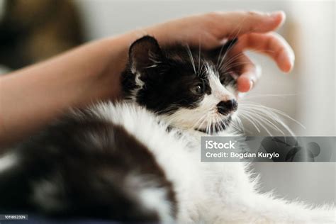 손으로 쓰 다듬어 귀여운 고양이 아침 빛에 여자 다리에 앉아 여자 애 무 사랑 스러운 흑인과 백인 새끼 고양이 재미 감정과 수염