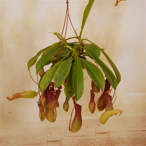 小型及桌面植物 武汉花卉租赁