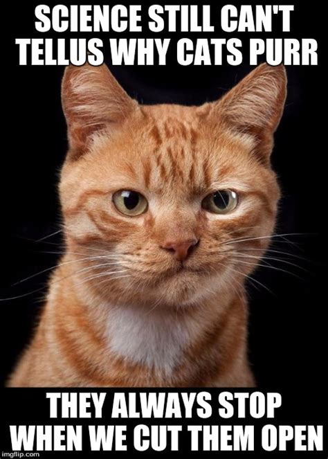 Frustrated Cat Memes Imgflip