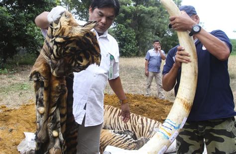 Asesinaron con lanzas a un tigre en peligro de extinción bajo un insólito argumento mágico Infobae