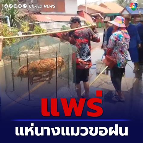 Ch7hd News แพร่สืบสานประเพณี แห่นางแมว ขอฝน