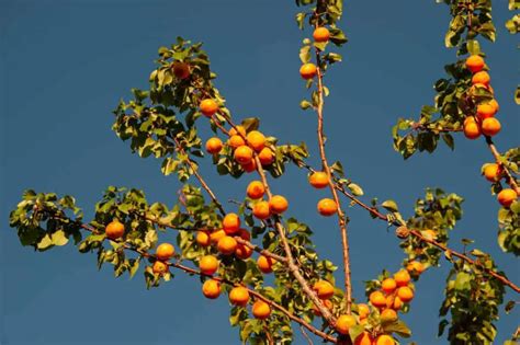 Caring For Dormant Apricot Trees Pruning Feeding And Protection Tips