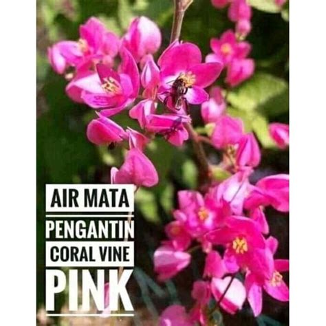 Jual Biji Air Mata Pengantin Isi 50 60 Shopee Indonesia