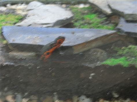 Chinese Firebelly Newt Caudata Org Newts And Salamanders Portal