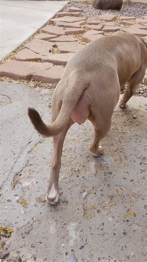 My Puppy Is In Heat For The First Time And Im Really Concerned About