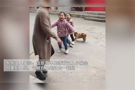 狗狗和主人玩老鹰捉小鸡游戏，咬住孩子衣服一直闪躲：从小就会玩