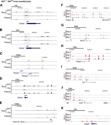 Figures And Data In H3k4 Mono And Di Methyltransferase Mll4 Is