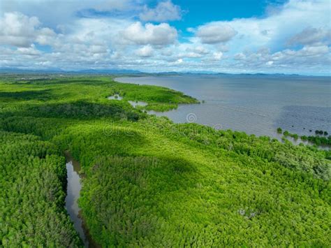 Green Mangrove Forest Carbon Sequestration And Storage Blue Carbon