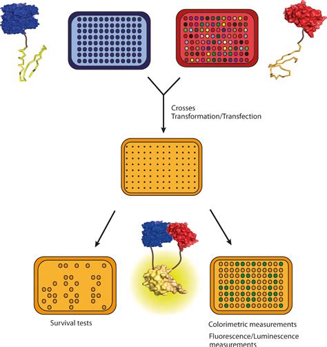 Figure 1 From Protein Fragment Complementation Assays For Large Scale