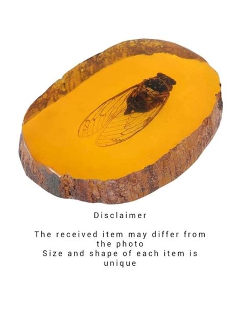 Cicade Fossiel Gegoten In Kunsthars 11cm Boutique Trukado Boutique Trukado