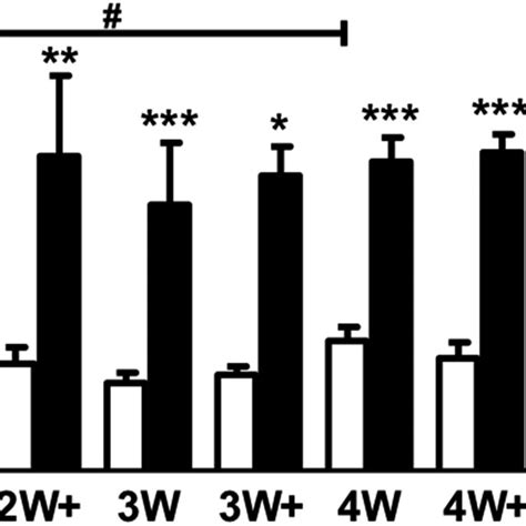 Immunofluorescence Analysis Of Fibroblast Marker Fsp1 Myofibroblast