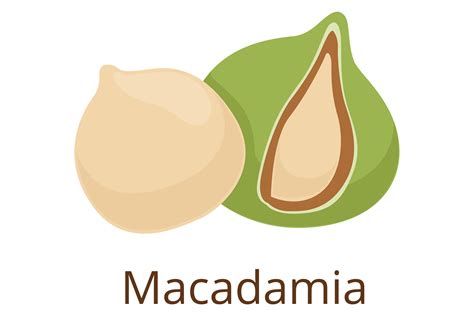 Macadamia Nut Icon Organic Fresh Raw Sn Graphic By Onyxproj · Creative