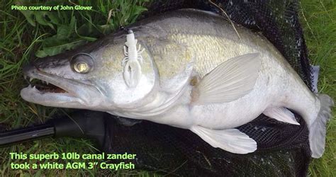 Agm 3in Crayfish Green Pumpkinred 8pcs