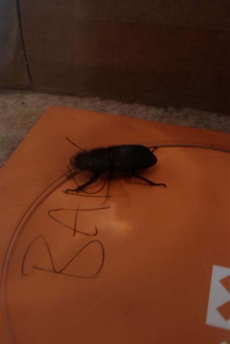 Cockroach Wetwebwork Flickr